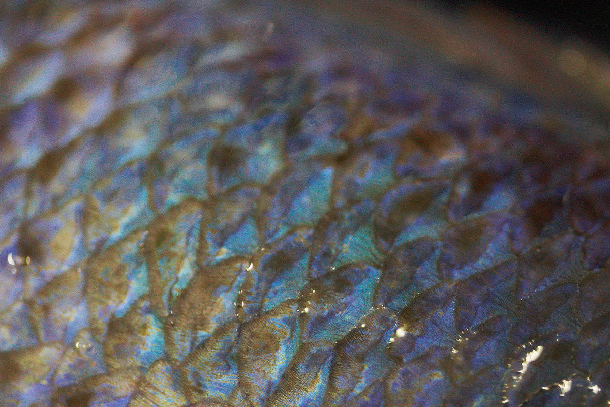 Guide to New Zealand Blue Cod – Chatham Island Food Company