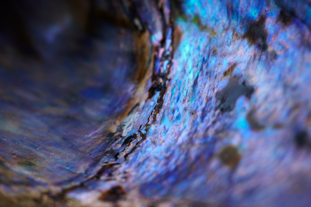 A Guide to New Zealand Paua – Chatham Island Food Company
